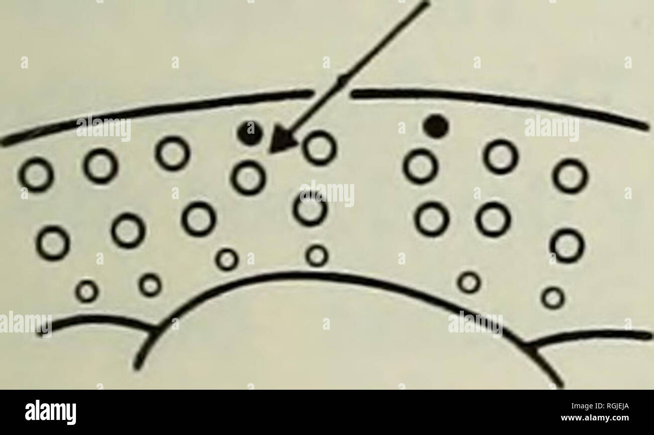 Fossil formation diagram hi-res stock photography and images - Alamy
