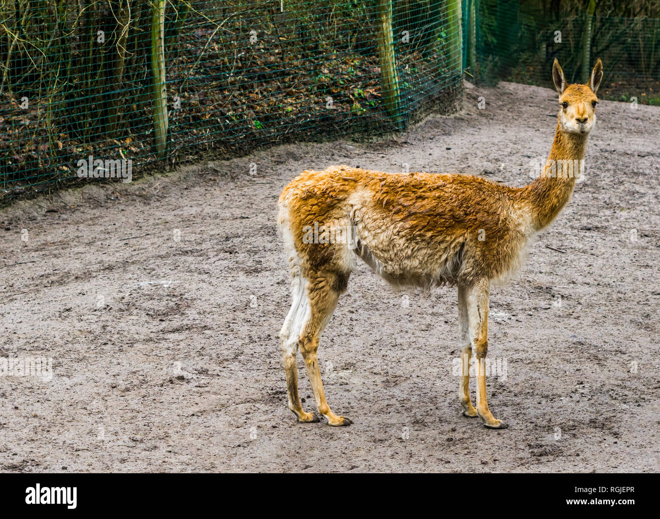Guanacos vicuna hi-res stock photography and images - Alamy
