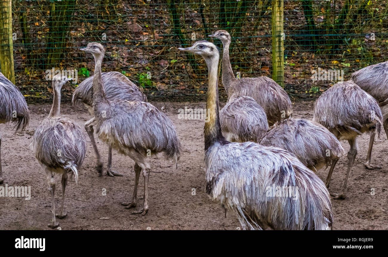 Ratite family hi-res stock photography and images - Alamy