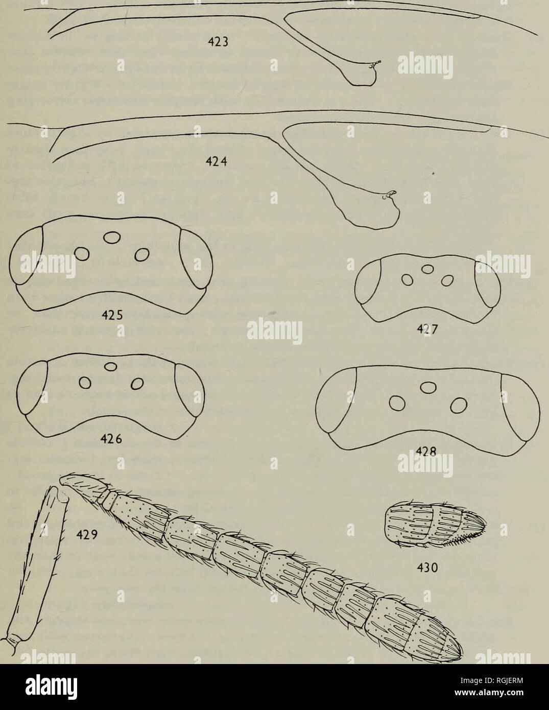 . Bulletin of the British Museum (Natural History) Entom Supp ...
