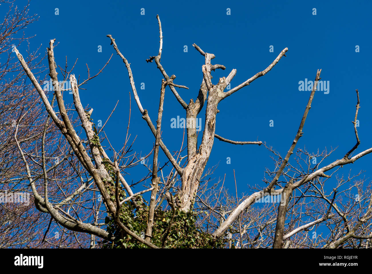 Dead tree in winter hi-res stock photography and images - Alamy