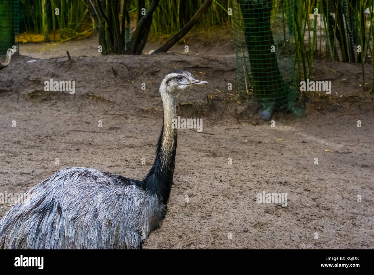closeup of american rhea, near threatened animal specie from America ...