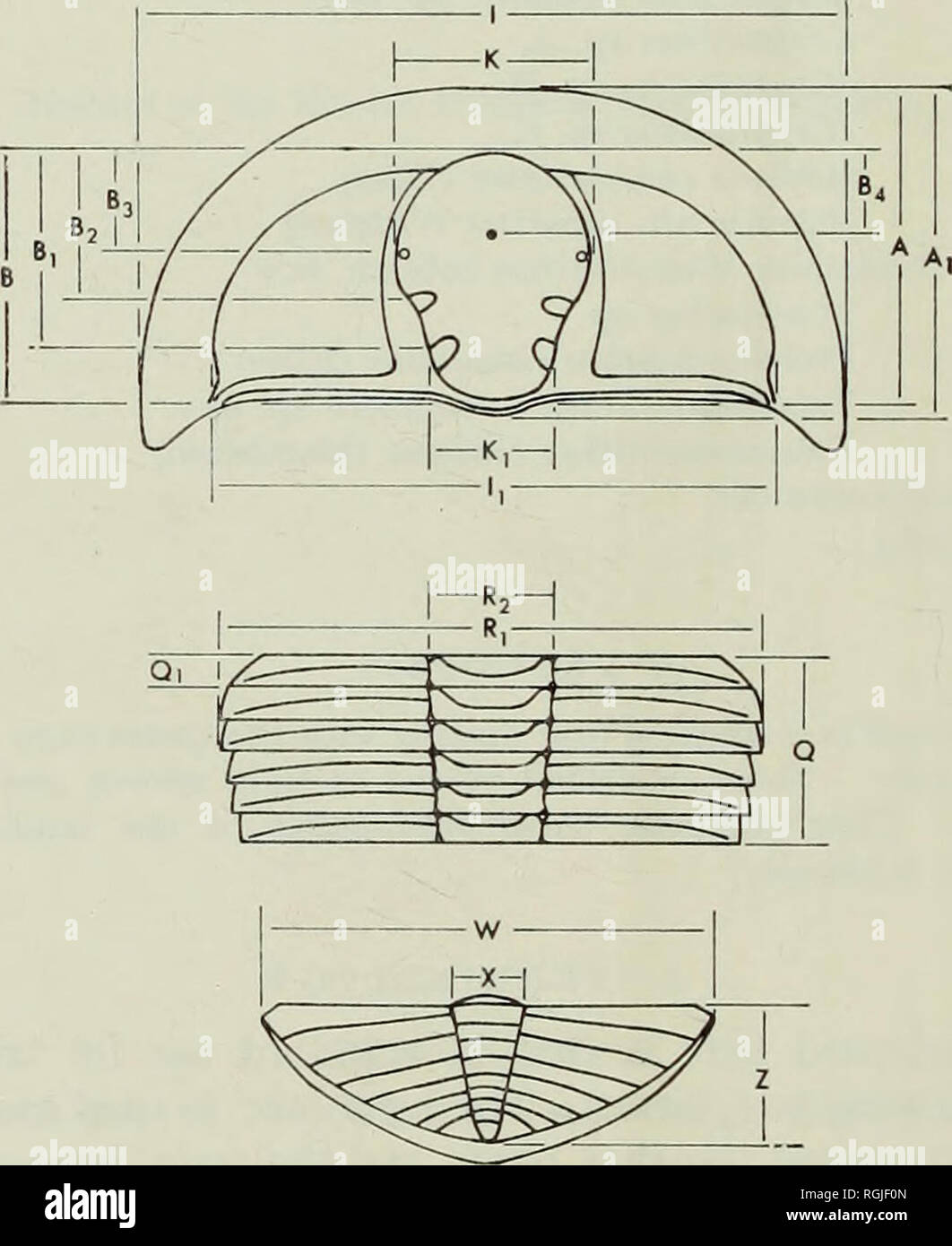 Dorsoventrally hi-res stock photography and images - Alamy