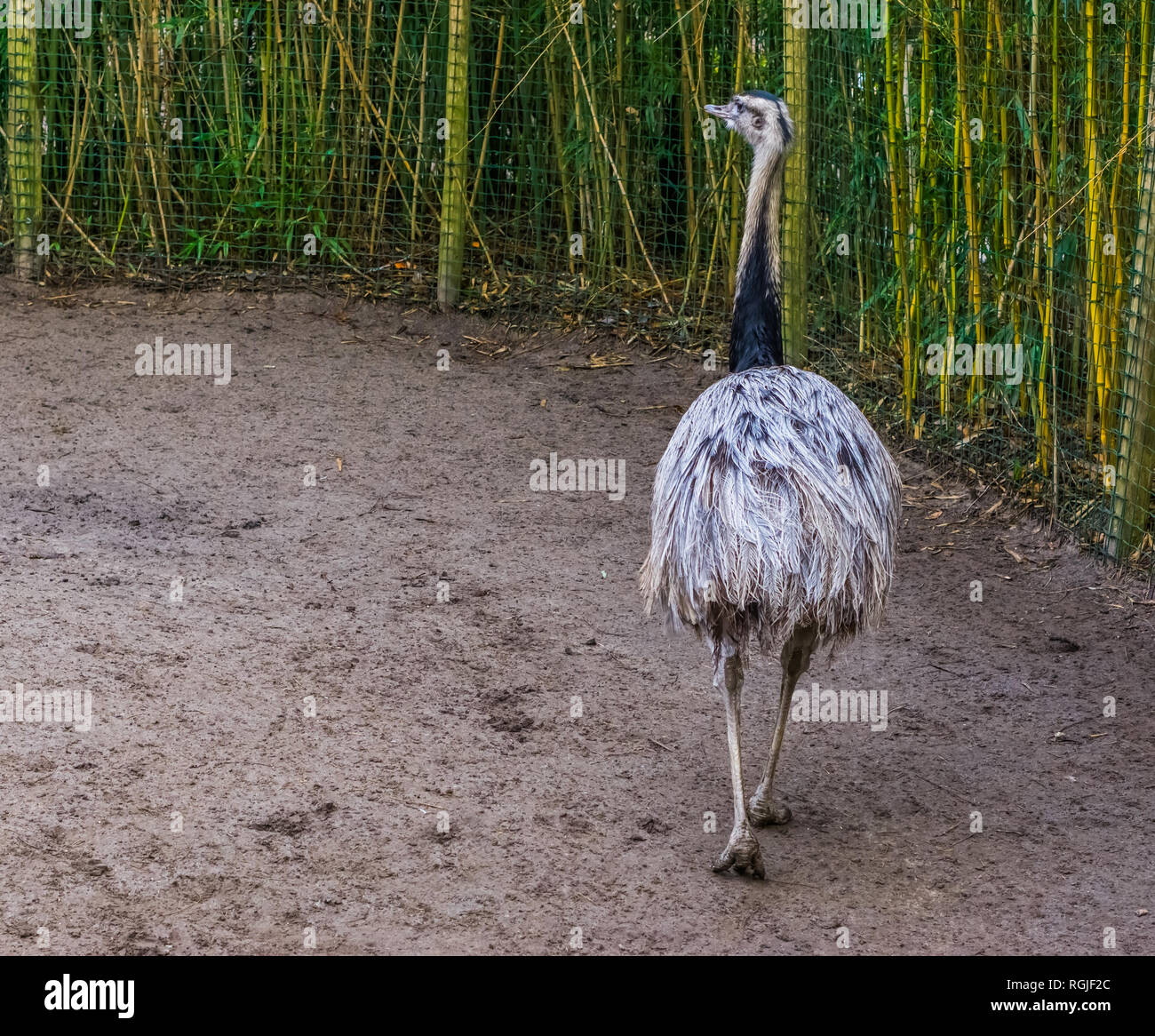 Rhea americana araneipes hi-res stock photography and images - Alamy