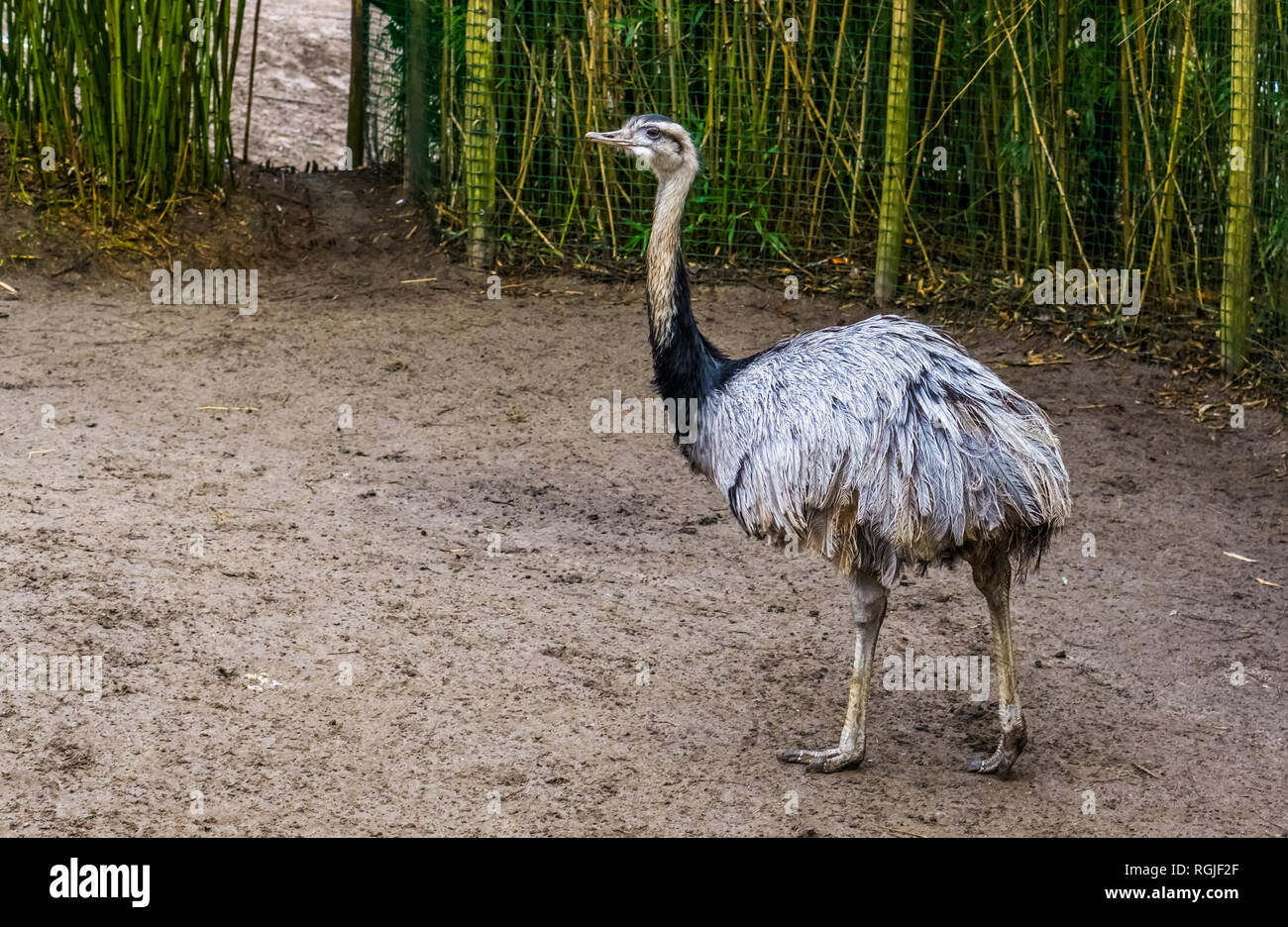 Grey american rhea walking in the sand, big flightless bird from ...
