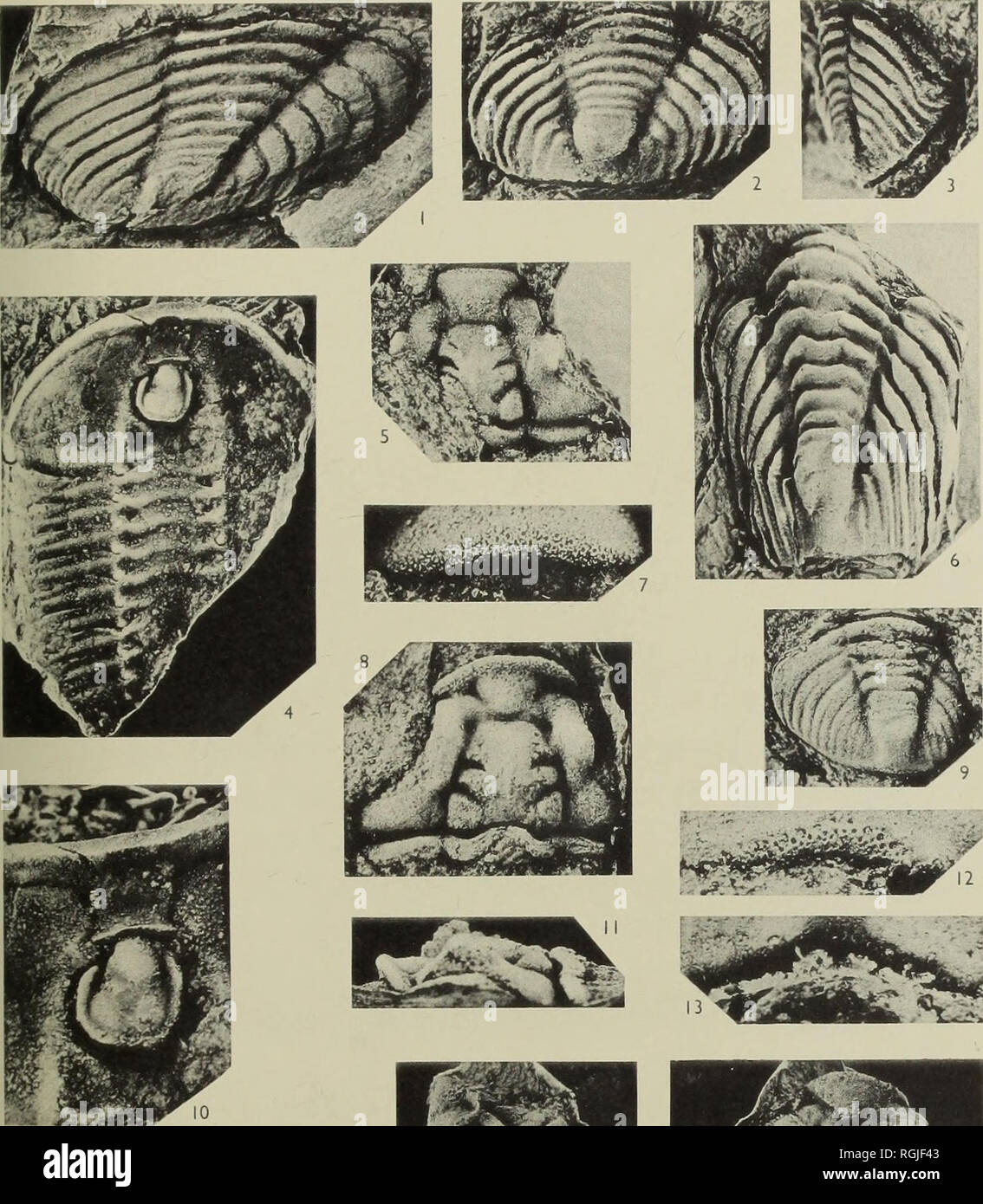 . Bulletin of the British Museum (Natural History), Geology. Bull. Br ...