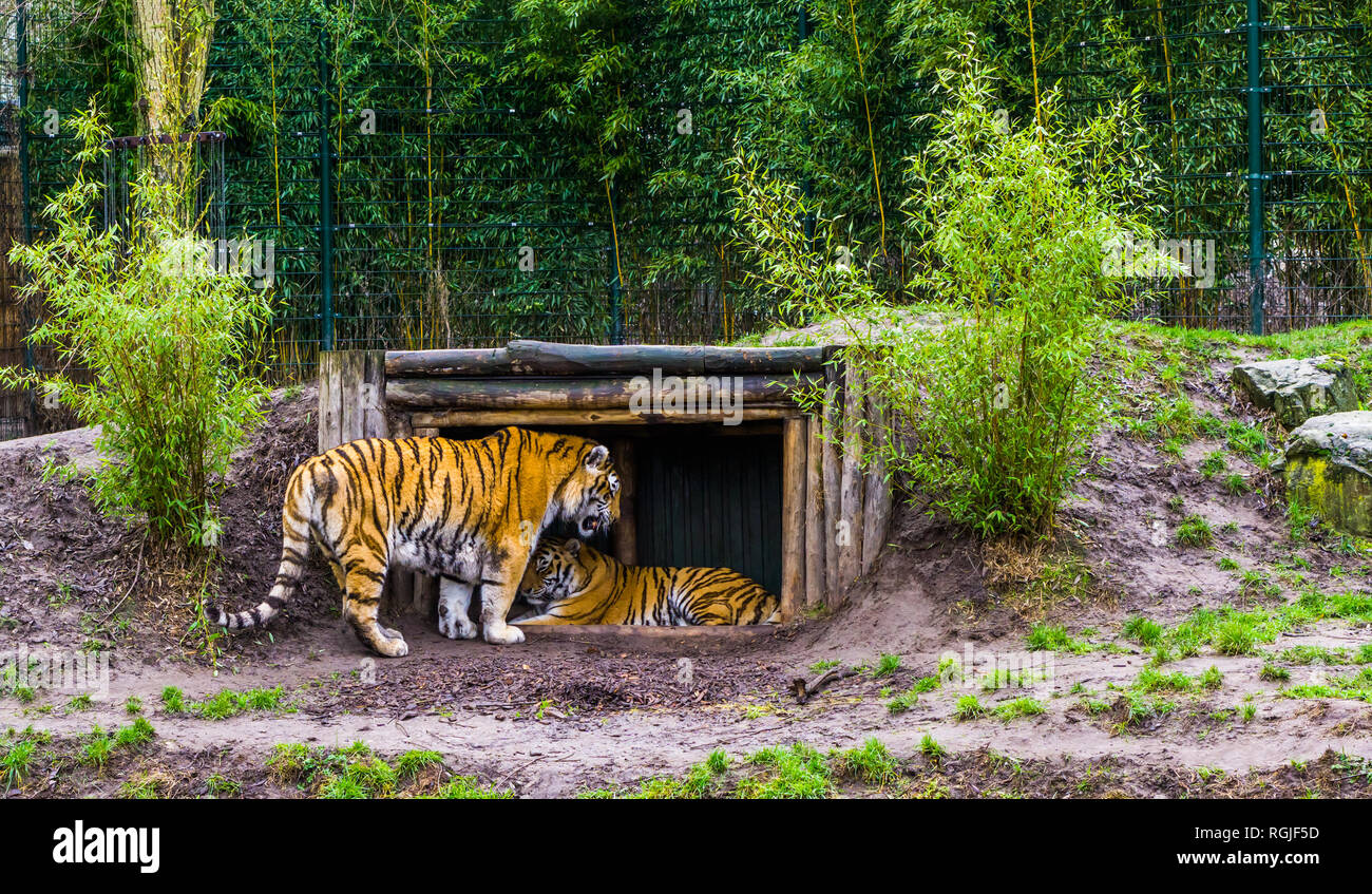 two siberian tigers together one standing and laying in a hut ...