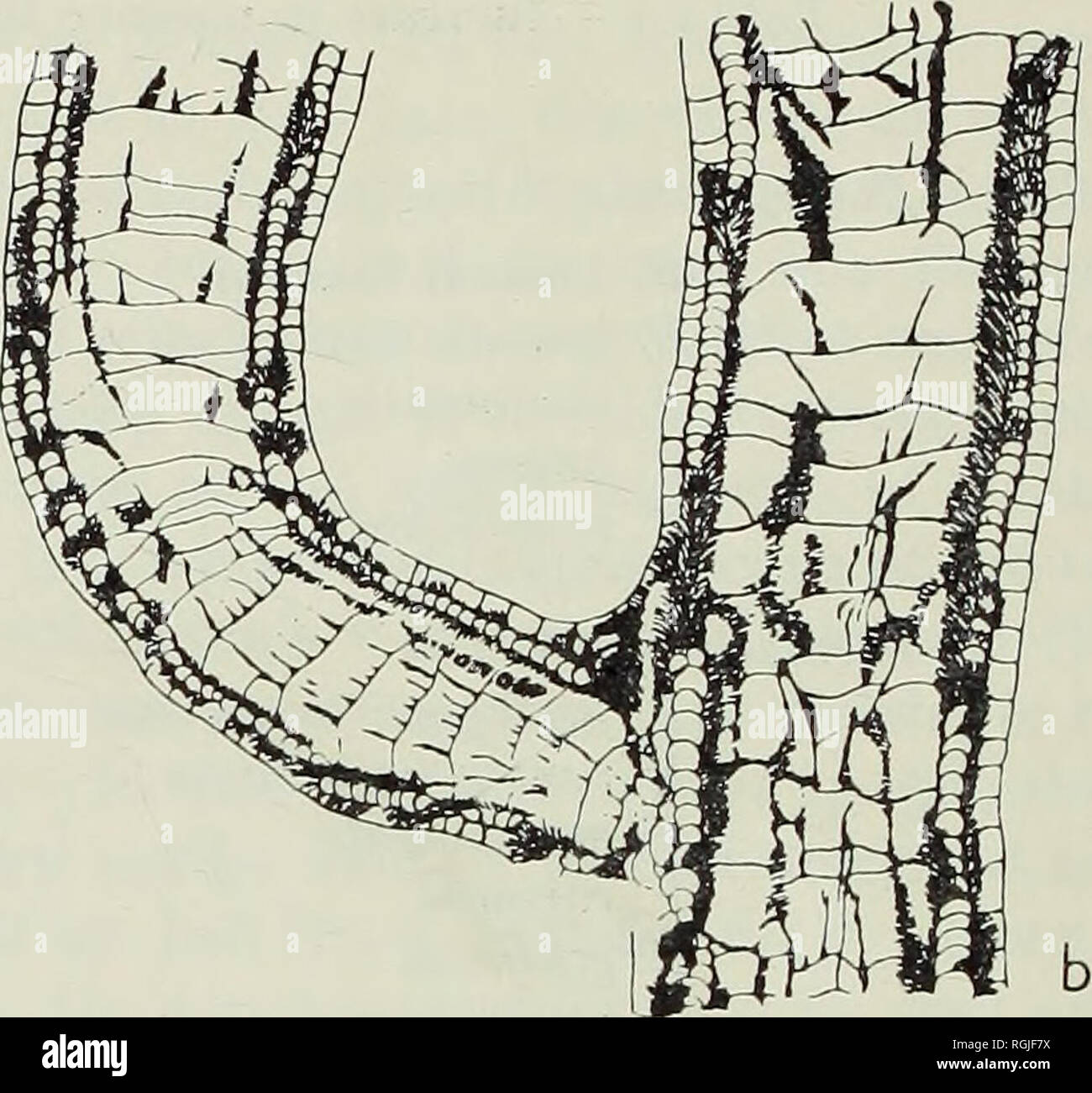 . Bulletin of the British Museum (Natural History), Geology. . Fig. 7 ...