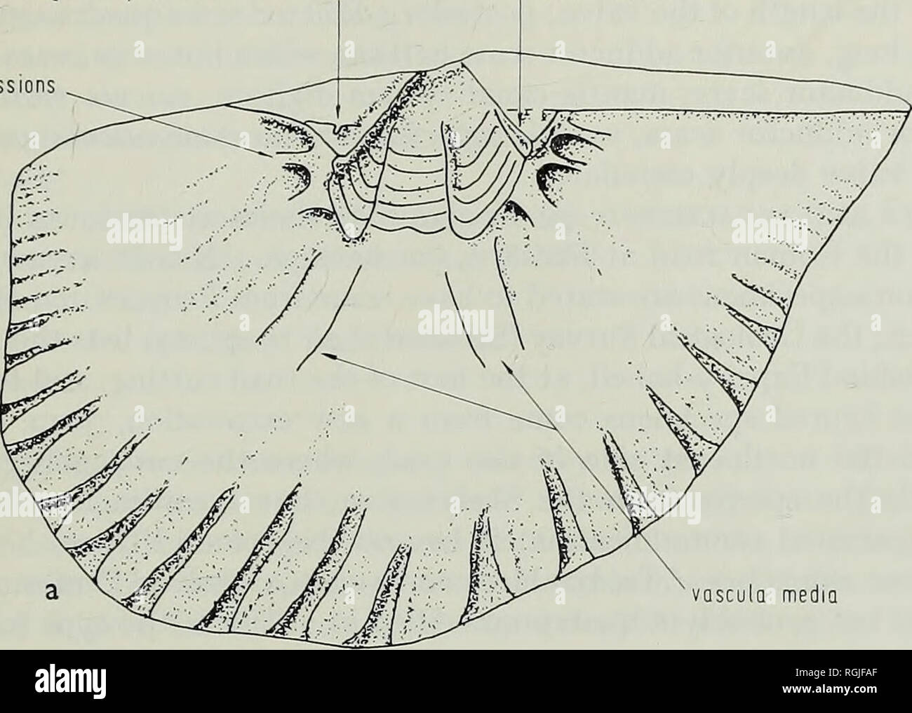 stingray bones diagram