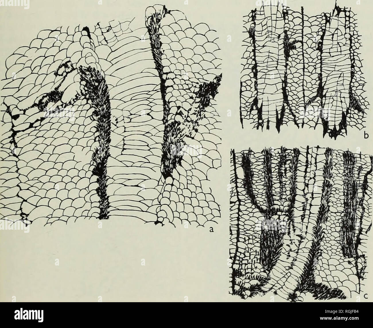 . Bulletin of the British Museum (Natural History), Geology. COLONIAL ...