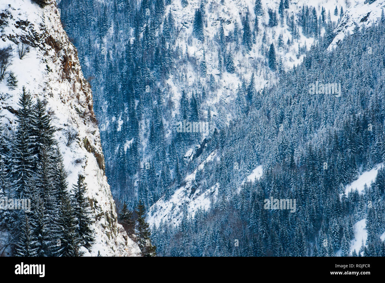 Close shot of trees growing on a cliff, forests on different mountain ...