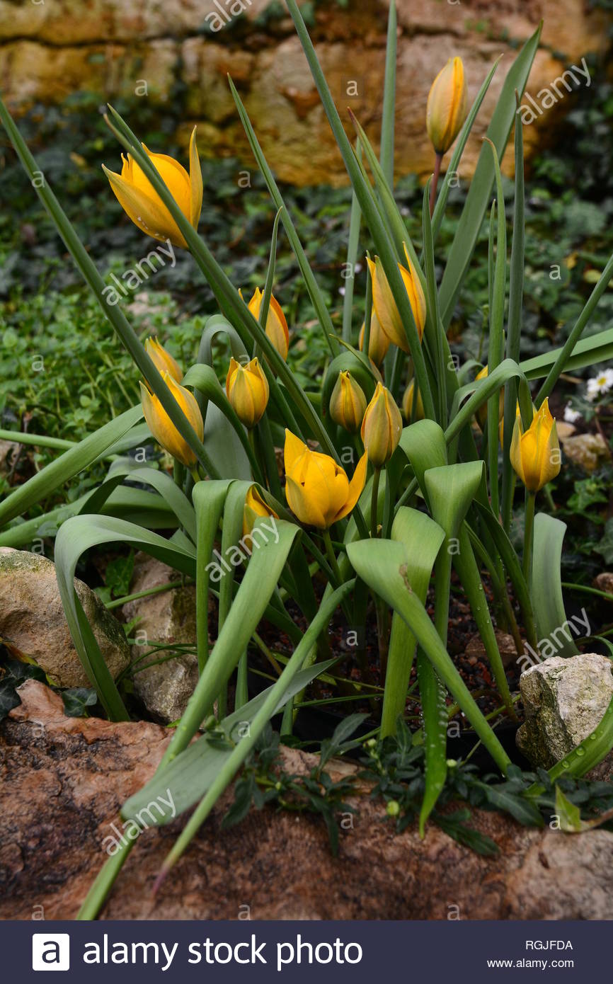 Species Tulips Stock Photos & Species Tulips Stock Images - Alamy