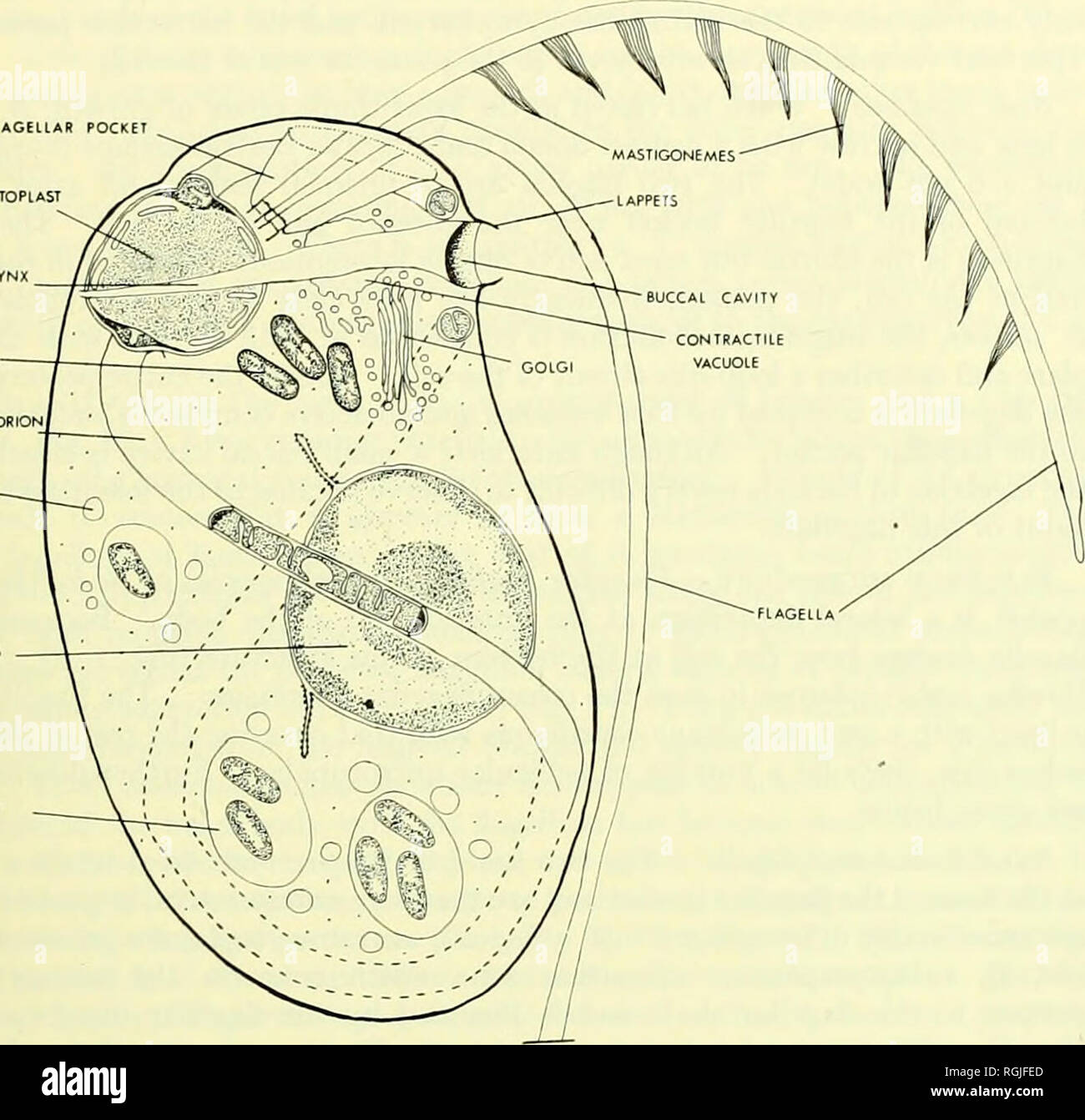 . Bulletin of the British Museum (Natural History). STRUCTURE OF BODO ...
