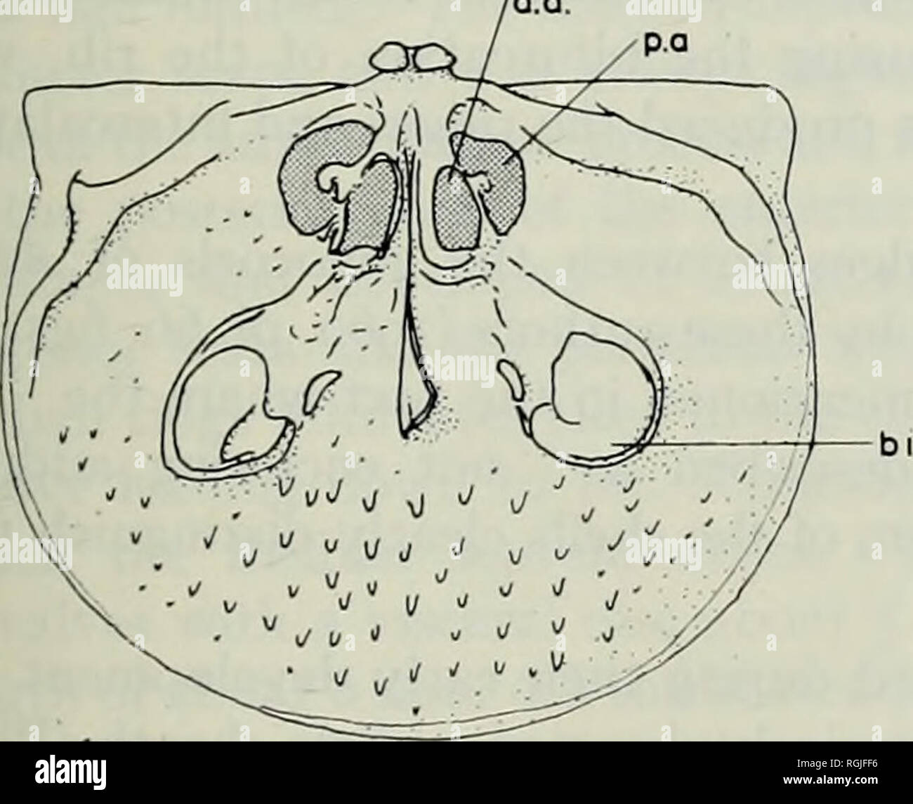 . Bulletin of the British Museum (Natural History), Geology. VISEAN ...