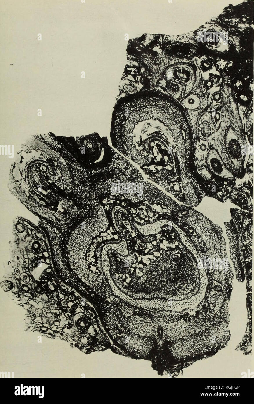 . Bulletin of the British Museum (Natural History), Geology. Bull. Br ...