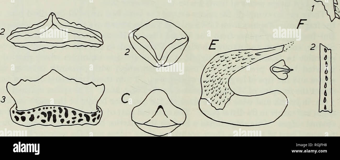 . Bulletin of the British Museum (Natural History), Geology. &:r^ r i ...
