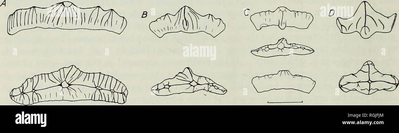 . Bulletin of the British Museum (Natural History), Geology. 326 ...