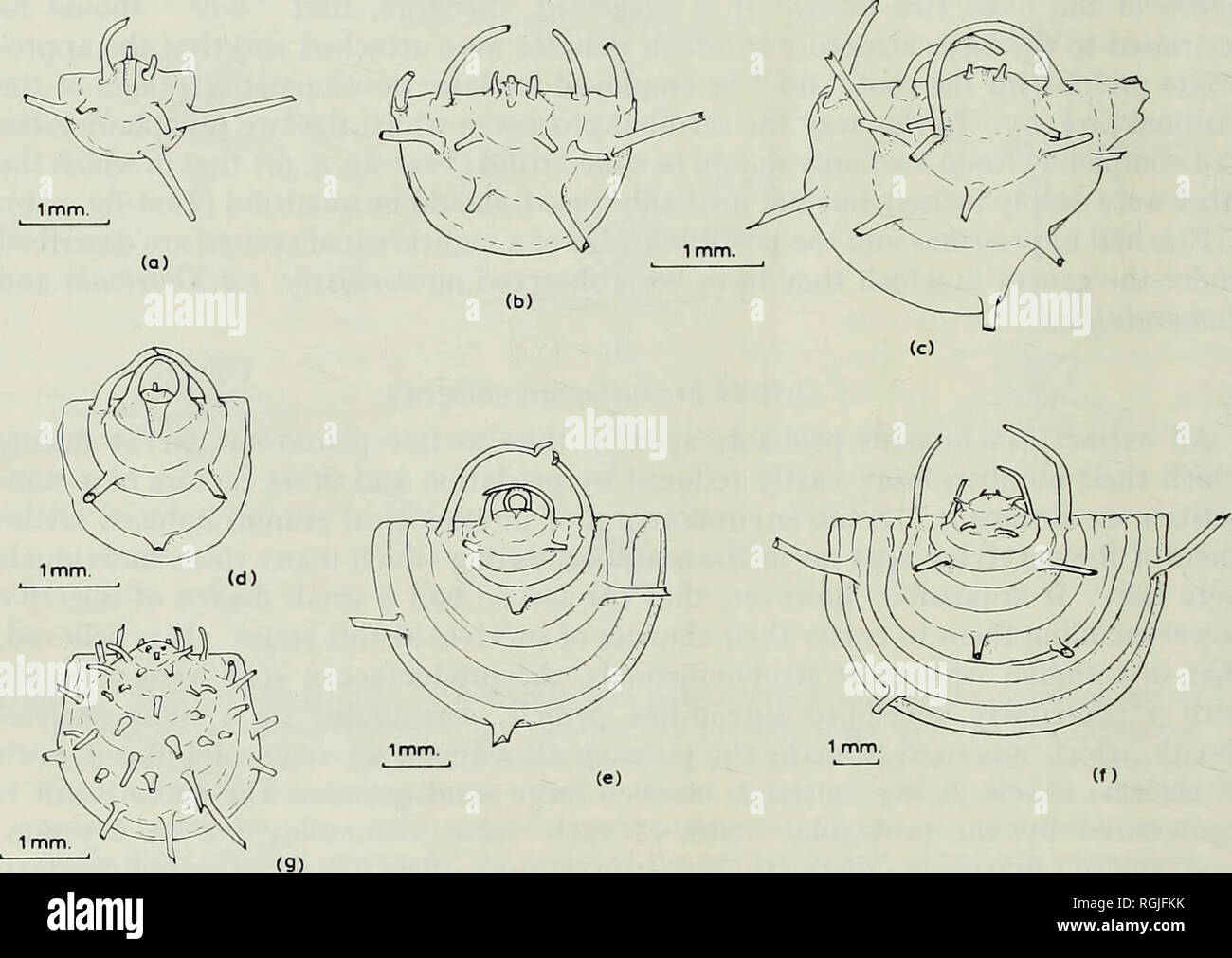 Visean hi-res stock photography and images - Alamy