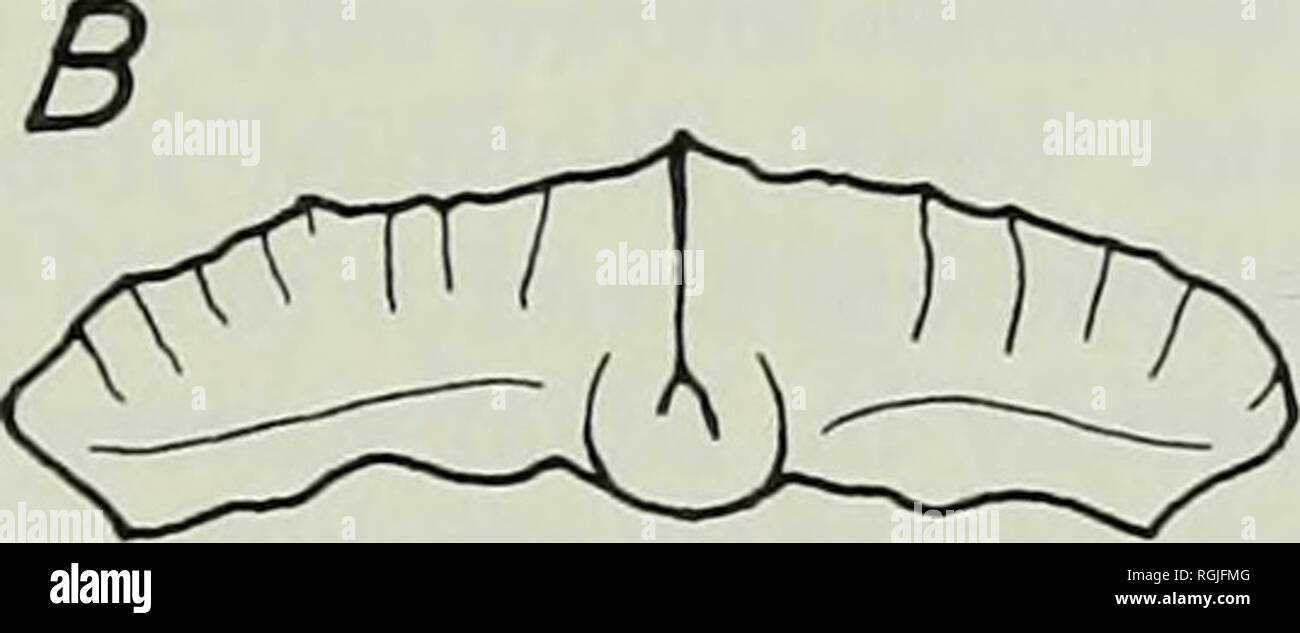 . Bulletin of the British Museum (Natural History), Geology ...