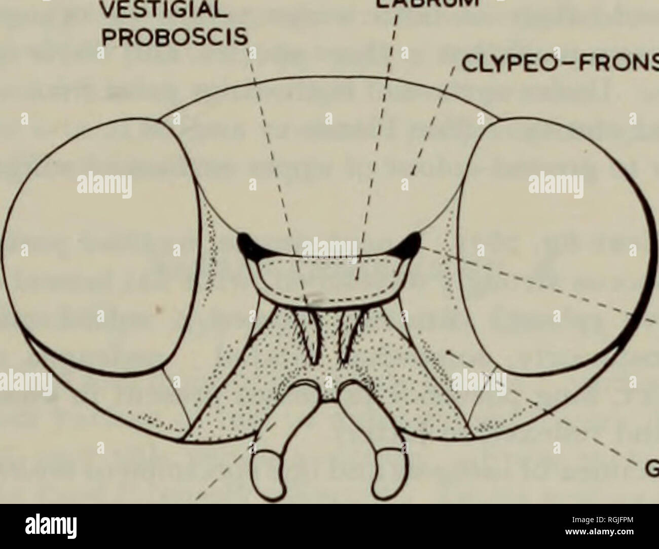 . Bulletin of the British Museum (Natural History) Entom Supp. A ...