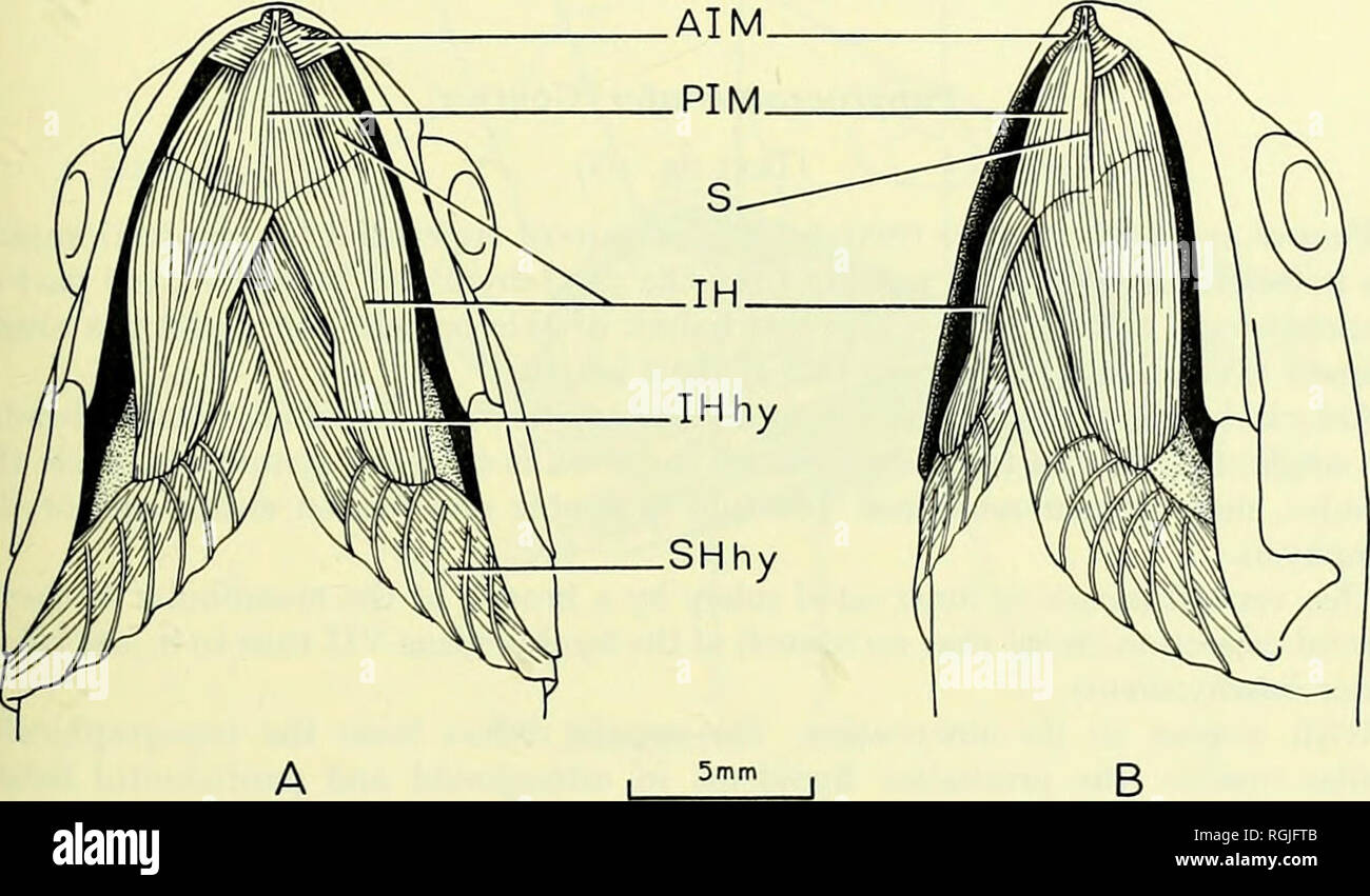 . Bulletin of the British Museum (Natural History). OSTEOGLOSSOMORPH ...