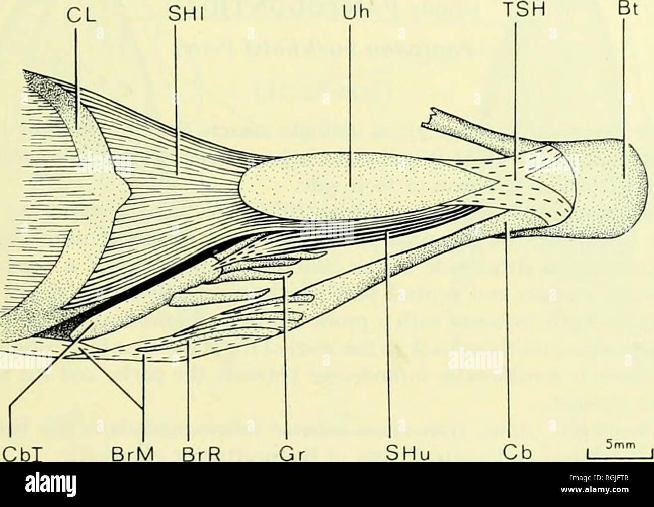 . Bulletin of the British Museum (Natural History). OSTEOGLOSSOMORPH ...