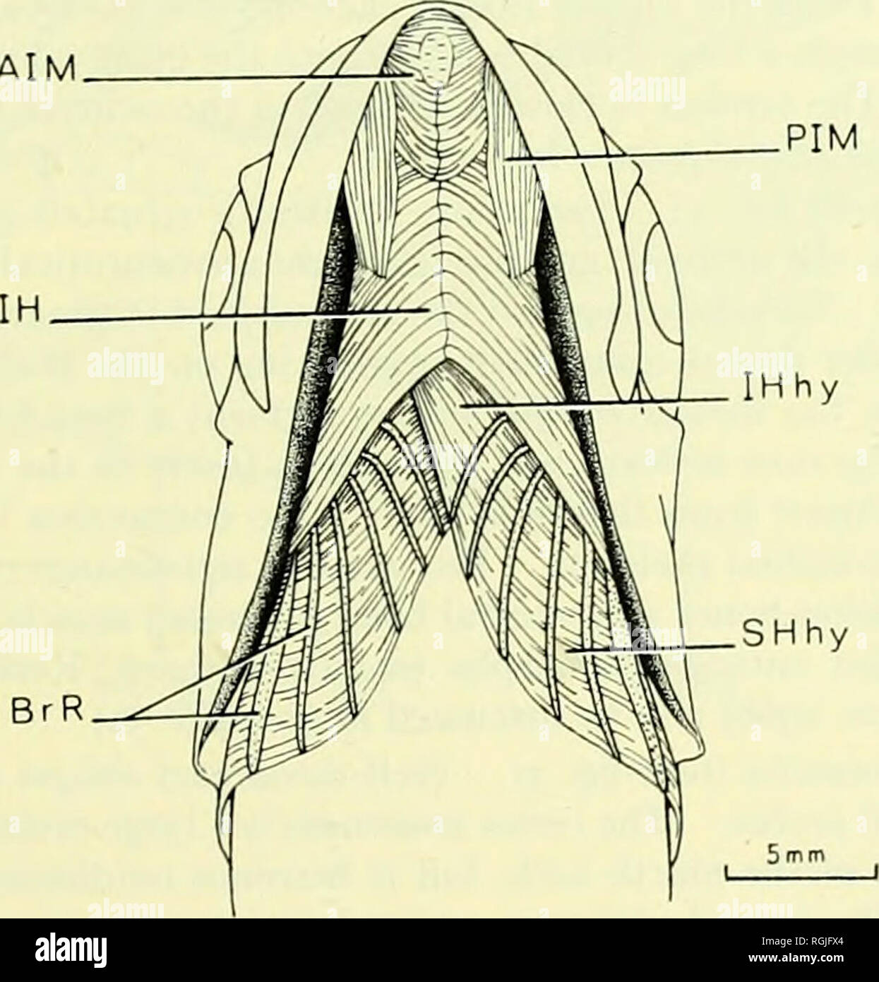 . Bulletin of the British Museum (Natural History). OSTEOGLOSSOMORPH ...