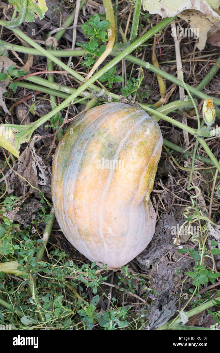 Cucurbitaceae plants hi-res stock photography and images - Alamy