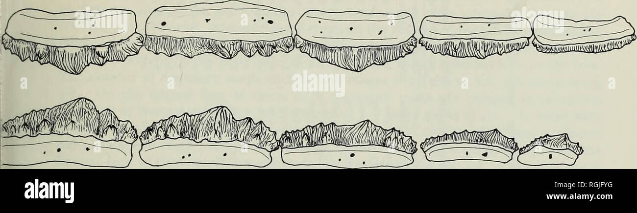 Wealden formation hi-res stock photography and images - Alamy