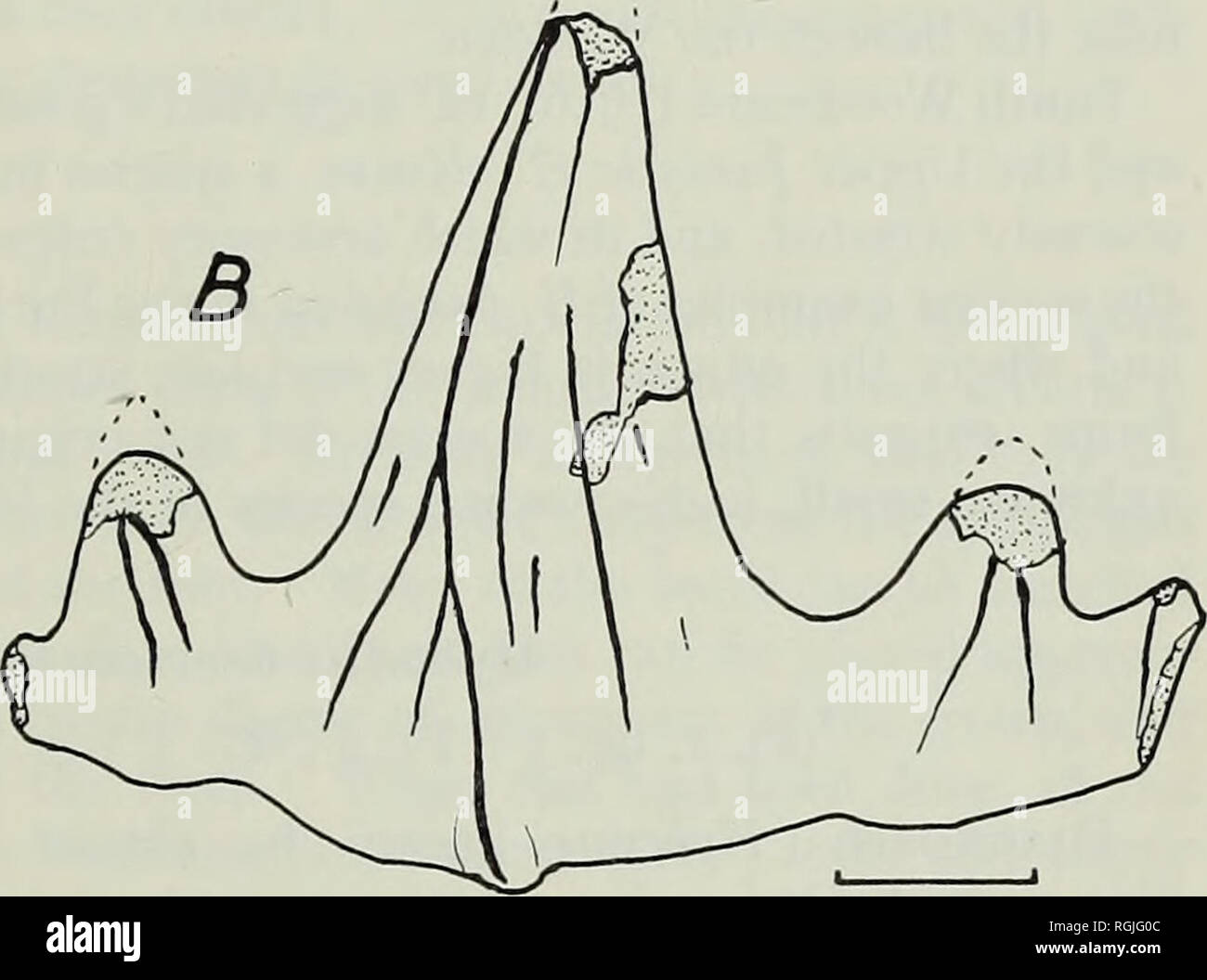 . Bulletin of the British Museum (Natural History), Geology. 1 mm. Fig ...