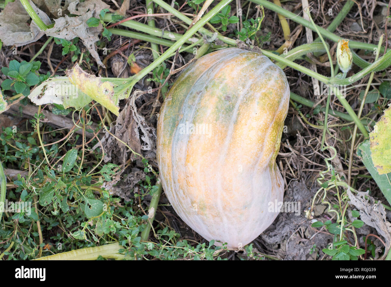 Cucurbitaceae plants hi-res stock photography and images - Alamy