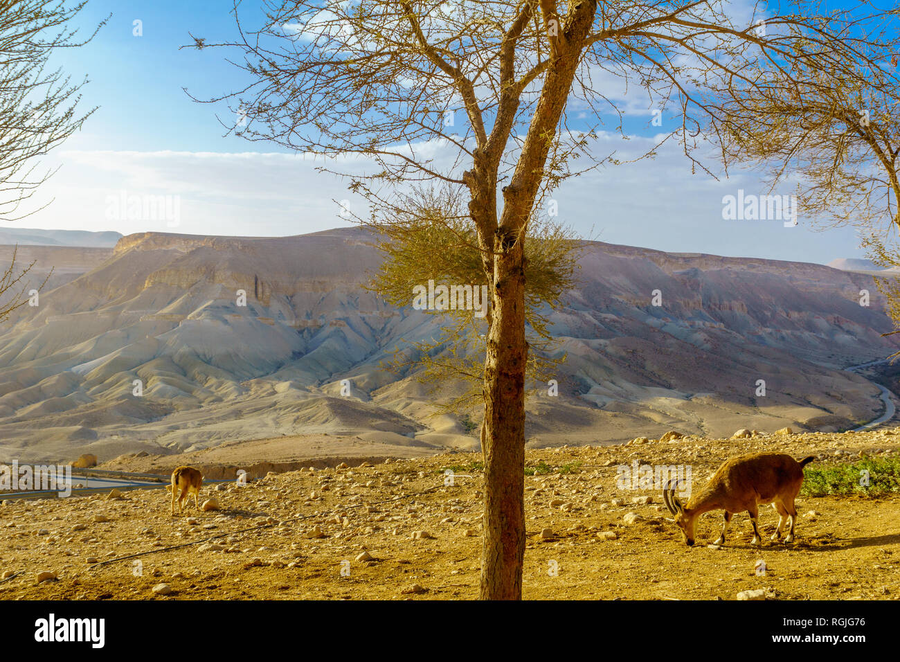 View of Nubian Ibex and landscape of Nahal Zin, in Sde Boker, the Negev Desert, Southern Israel ...