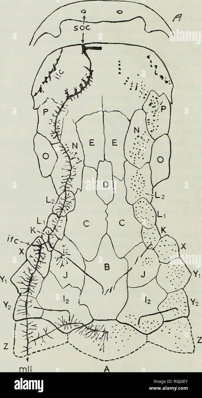 . Bulletin of the British Museum (Natural History), Geology. i6 THE ...