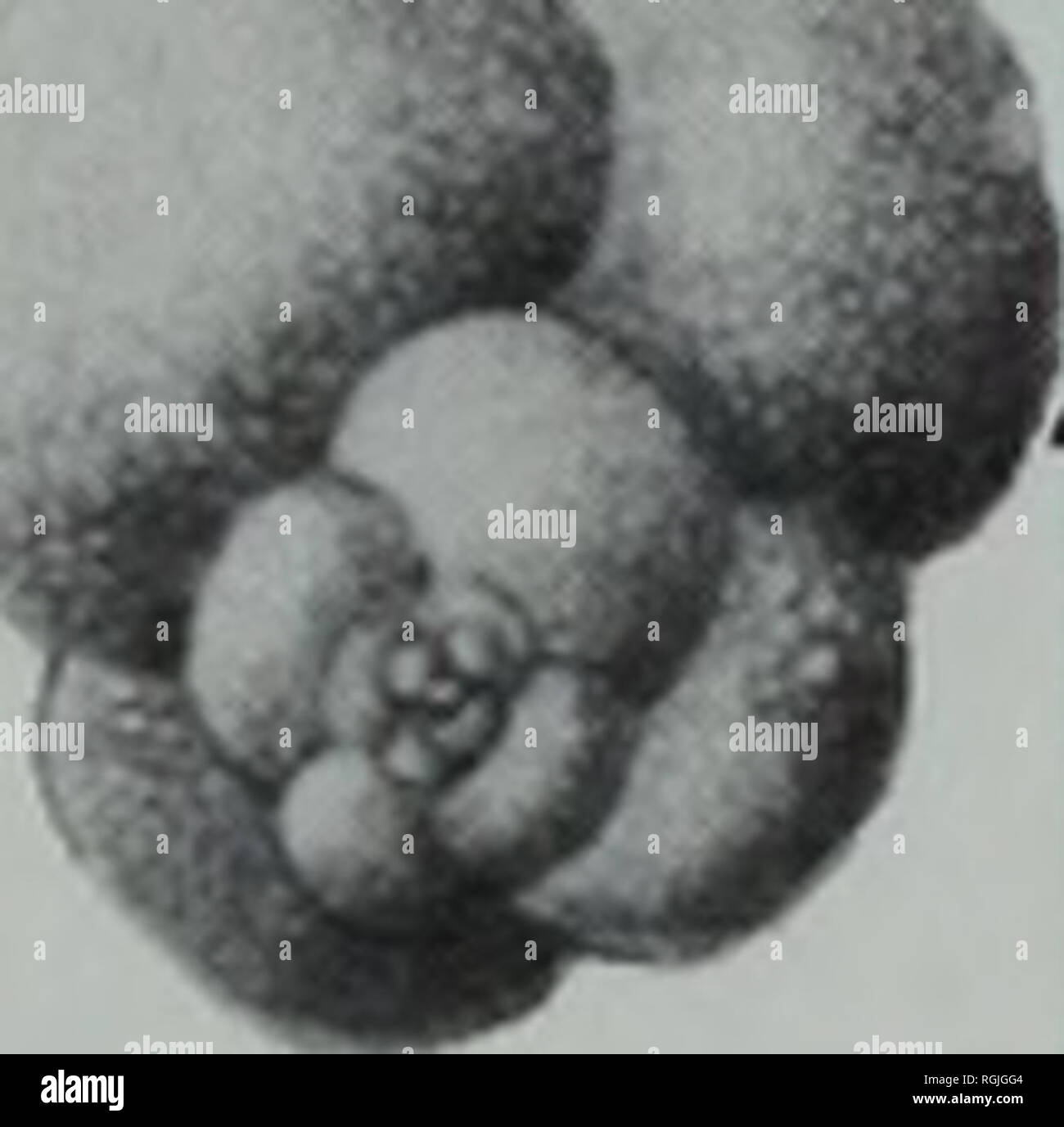 . Bulletin of the British Museum (Natural History) Geology Supplement ...