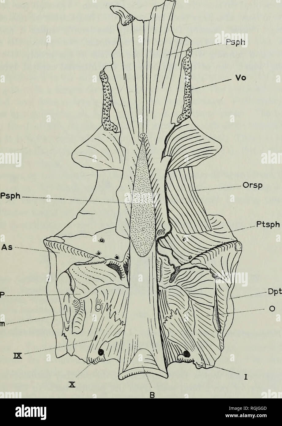 . Bulletin of the British Museum (Natural History), Geology. REVISION ...