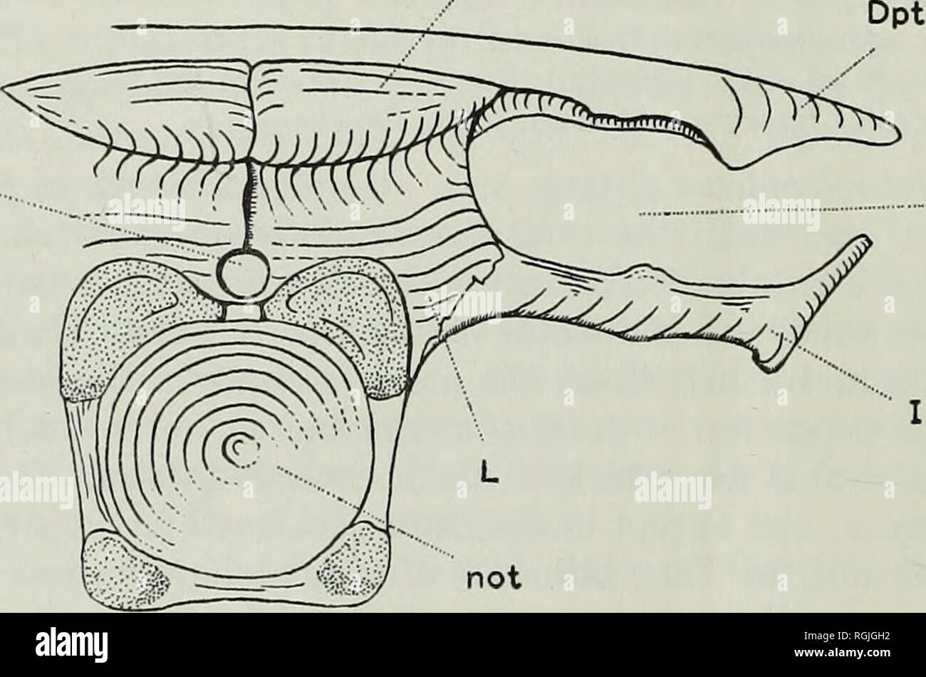 . Bulletin of the British Museum (Natural History), Geology. 290 ...