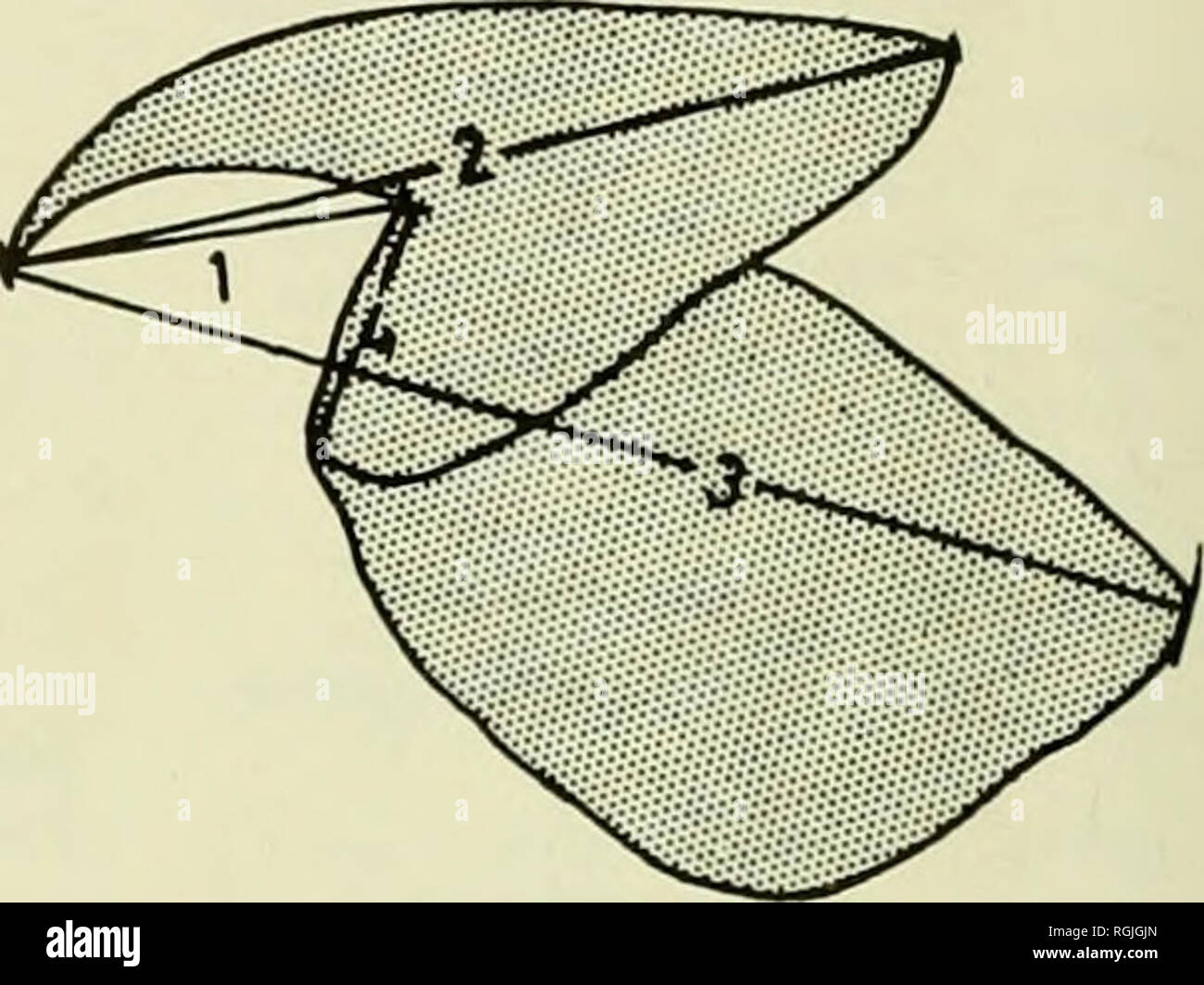 . Bulletin of the British Museum (Natural History). . /- >K. Fig. 2 ...