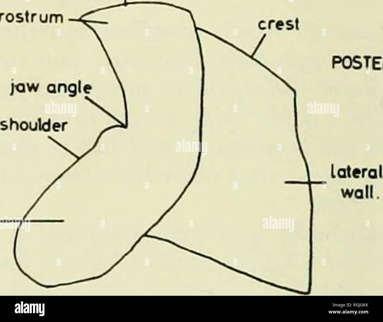 Wal rostrum hi-res stock photography and images - Alamy