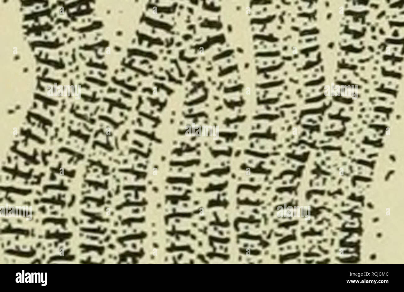 Suprabranchial hi-res stock photography and images - Alamy