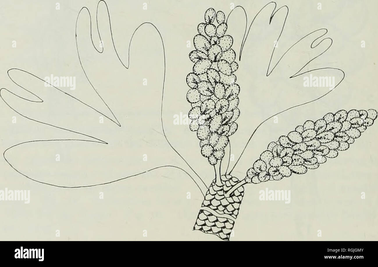 Elongated seed structures hi-res stock photography and images - Alamy