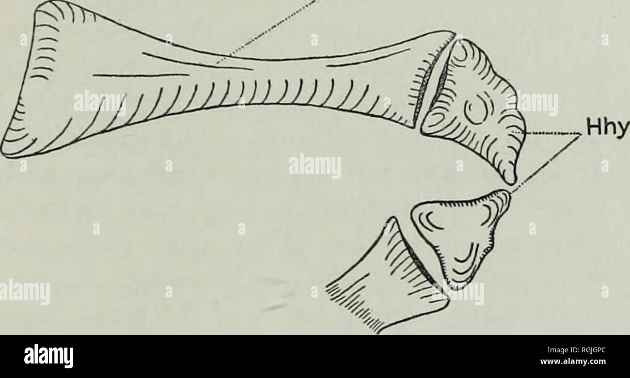 . Bulletin of the British Museum (Natural History), Geology. REVISION ...