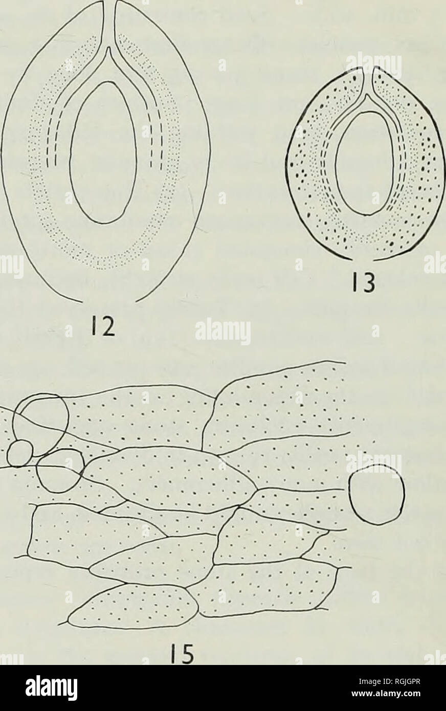 . Bulletin of the British Museum (Natural History), Geology. 13° FOSSIL ...