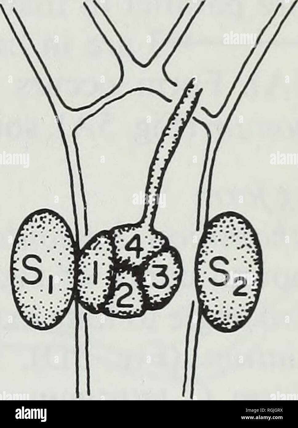 Callithamnion corymbosum hi-res stock photography and images - Alamy