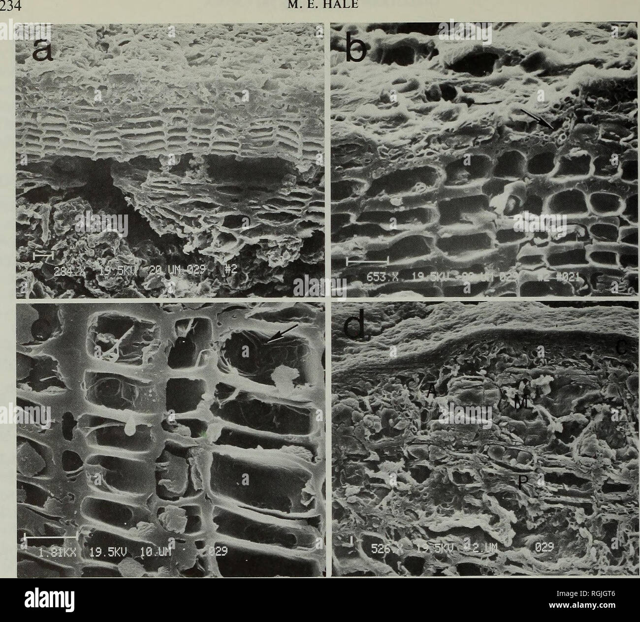 . Bulletin of the British Museum (Natural History) Botany. M. E. HALE ...