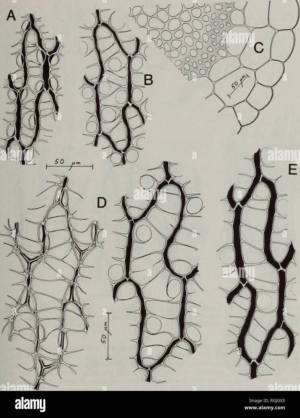 . Bulletin of the British Museum (Natural History) Botany. A REVISION ...