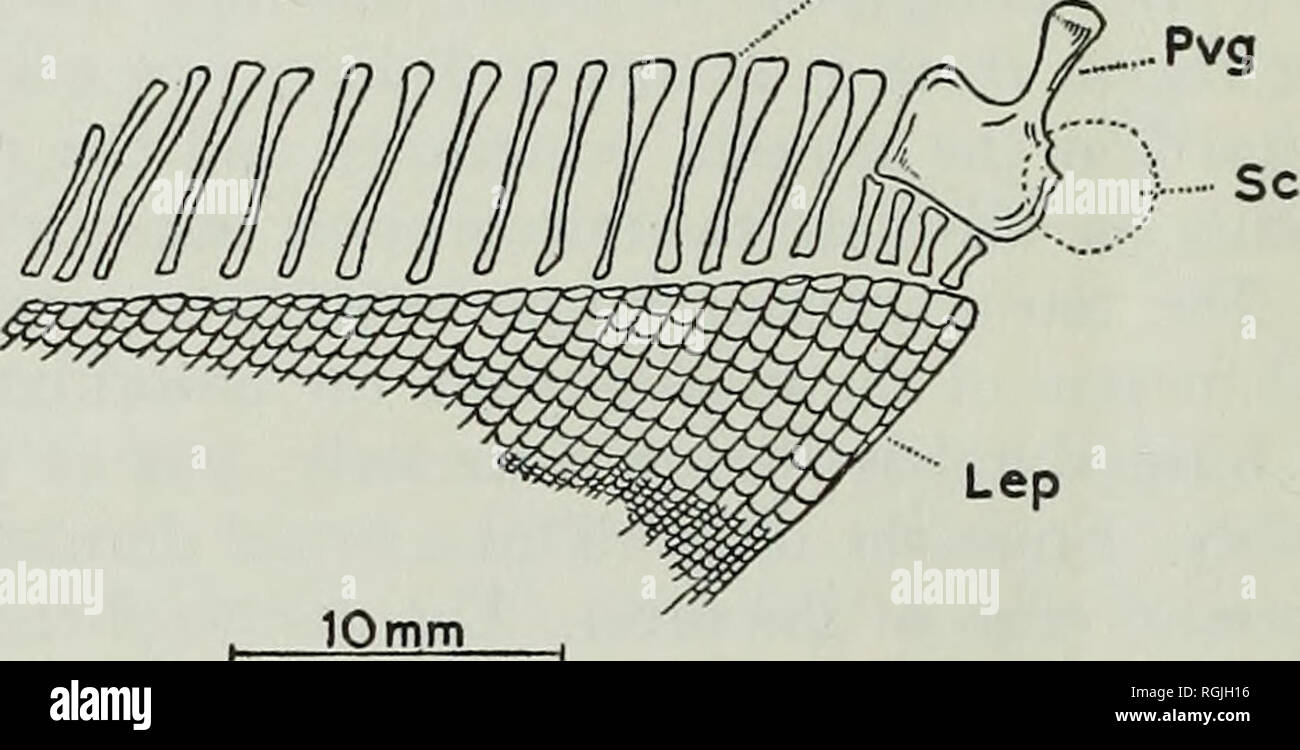 . Bulletin of the British Museum (Natural History), Geology. 246 ...