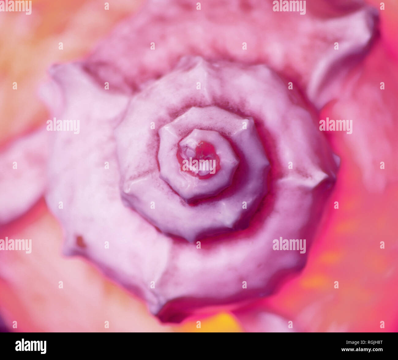 Pink conch hi-res stock photography and images - Alamy