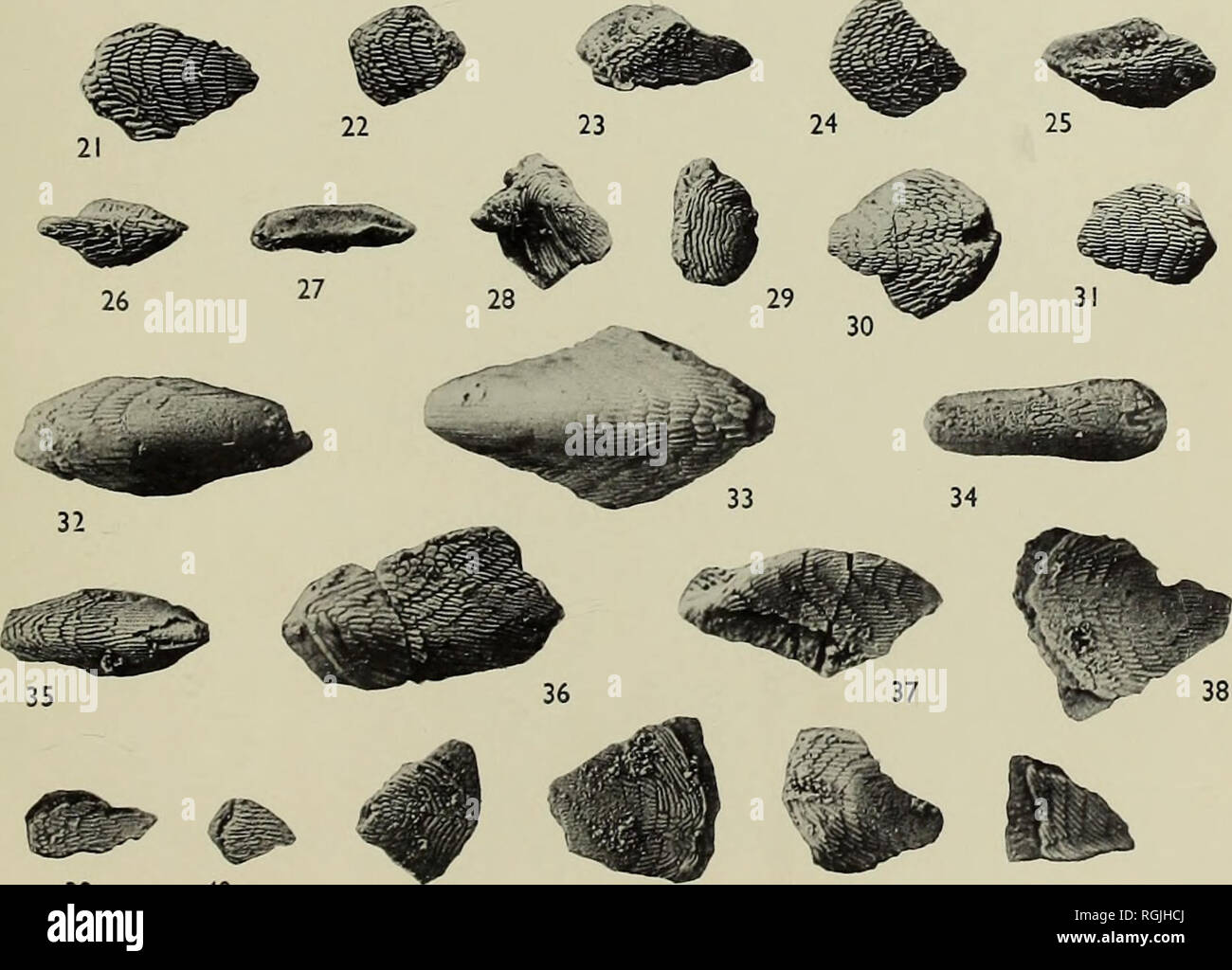 Pteraspis hi-res stock photography and images - Alamy