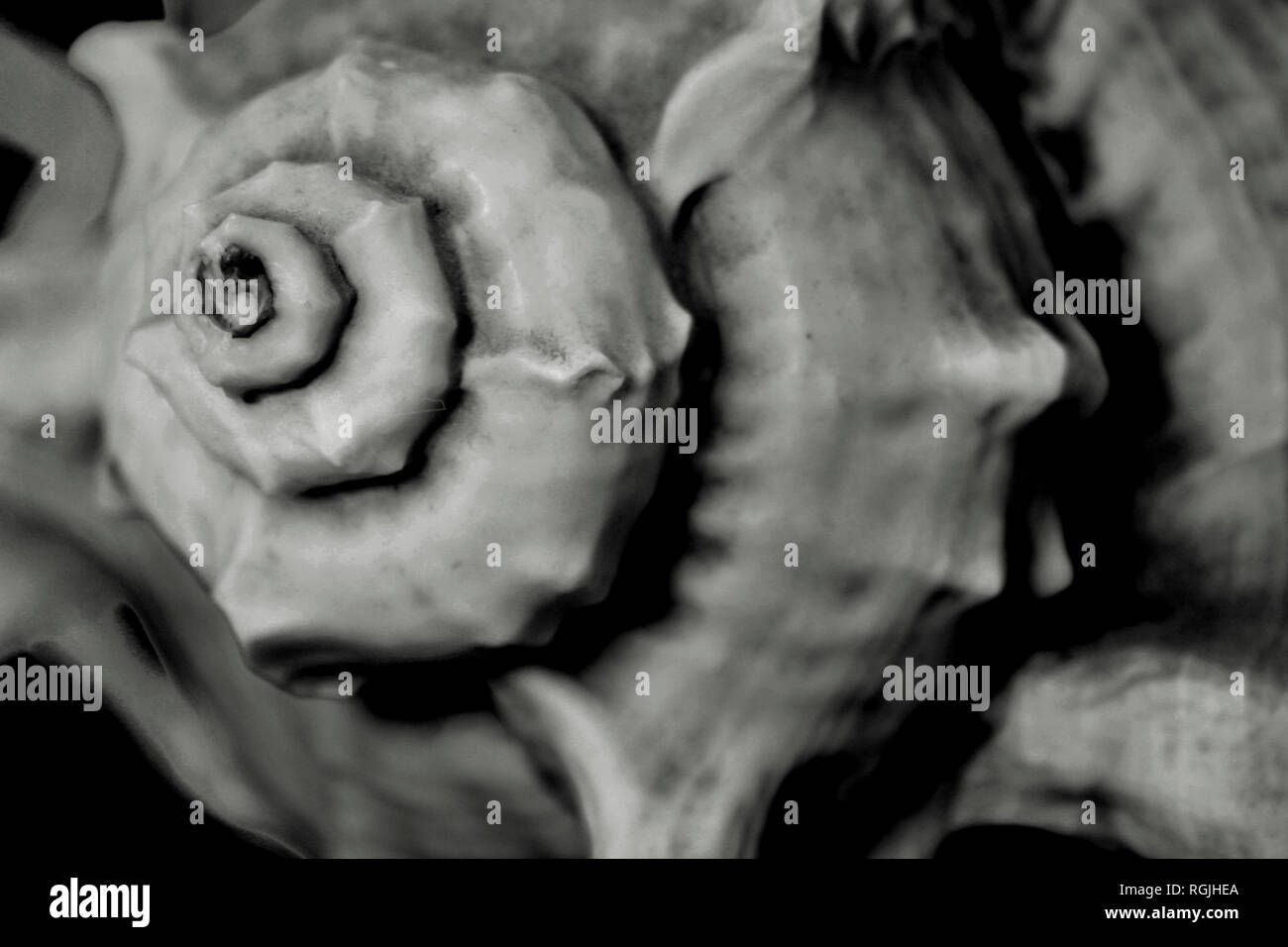 Conch shell in black hi-res stock photography and images - Alamy