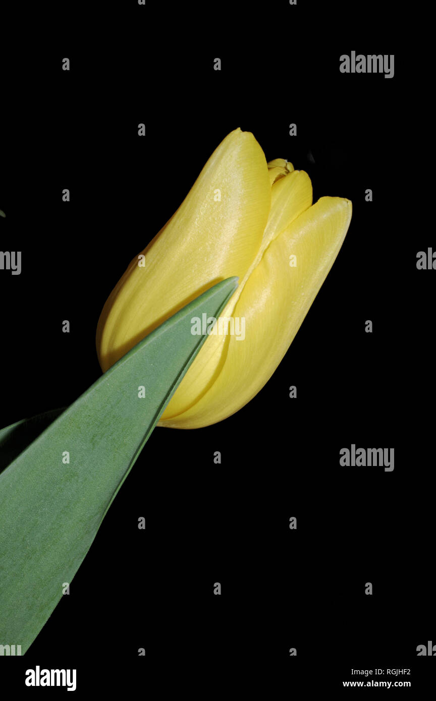 Yellow tulip close-up Stock Photo - Alamy